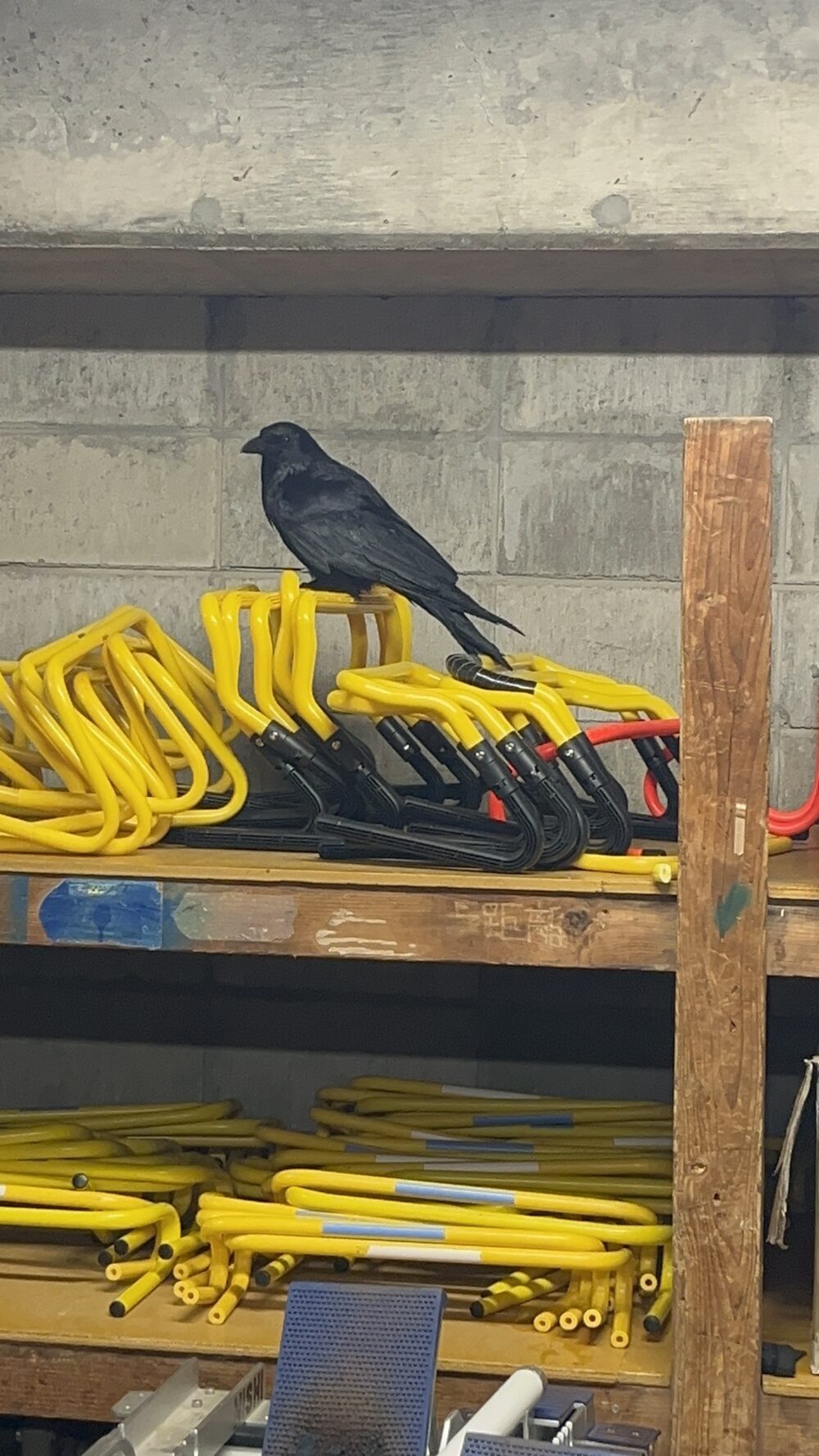 【十人桐色2025】「聖火」#35樋口隼人 – 筑波大学陸上競技部